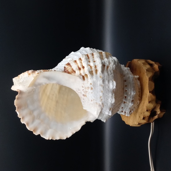 Accents | Vintage Unique Seashell Lamp | Poshmark